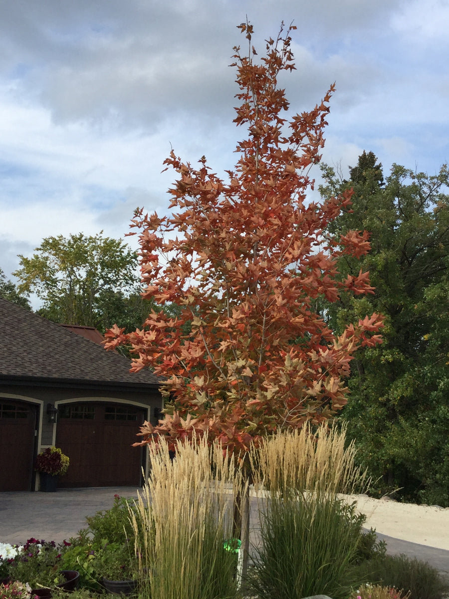 Maple - Silver Cloud – Meadows Way Garden Center