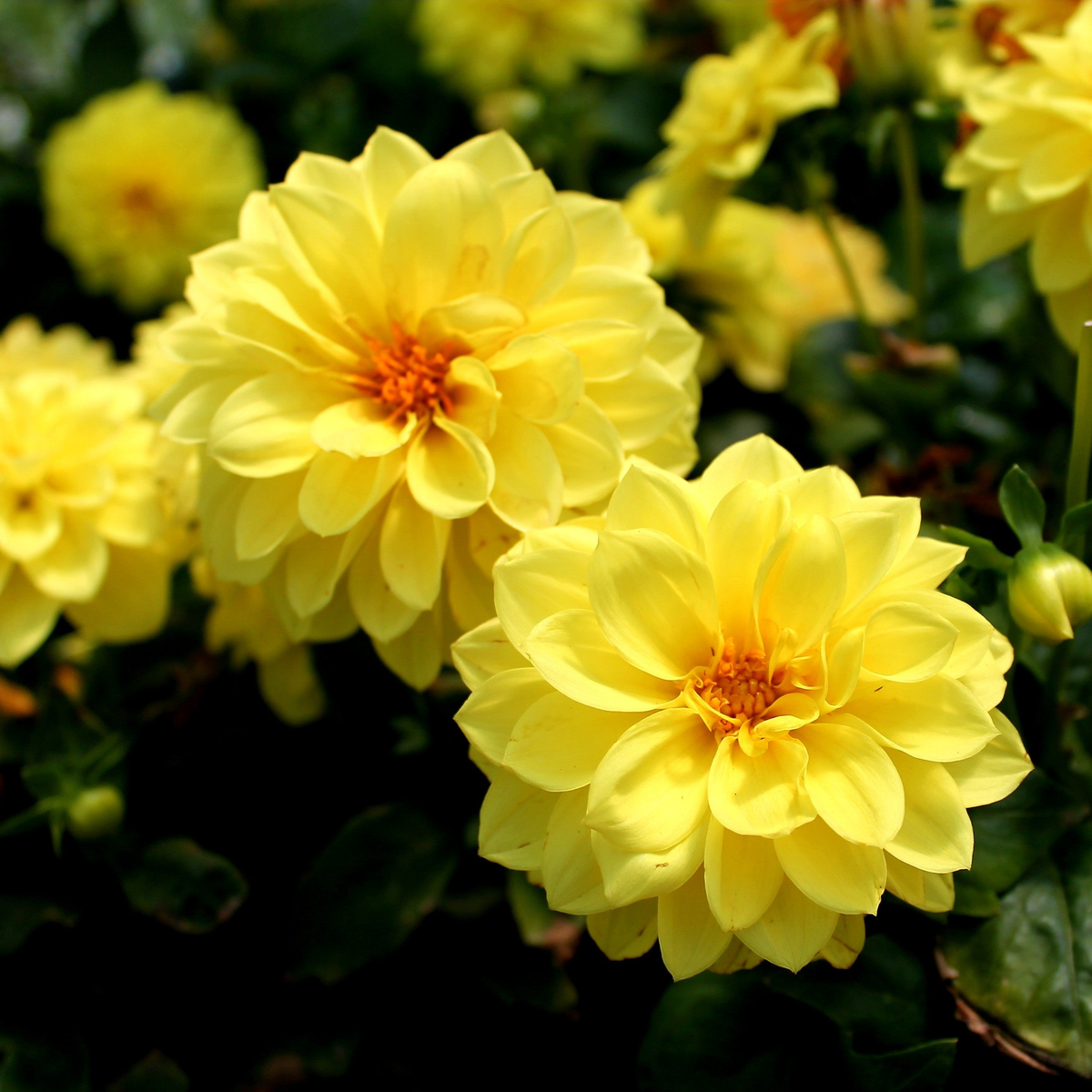 Annuals – Tagged "Cut Flowers" – Meadows Way Garden Center