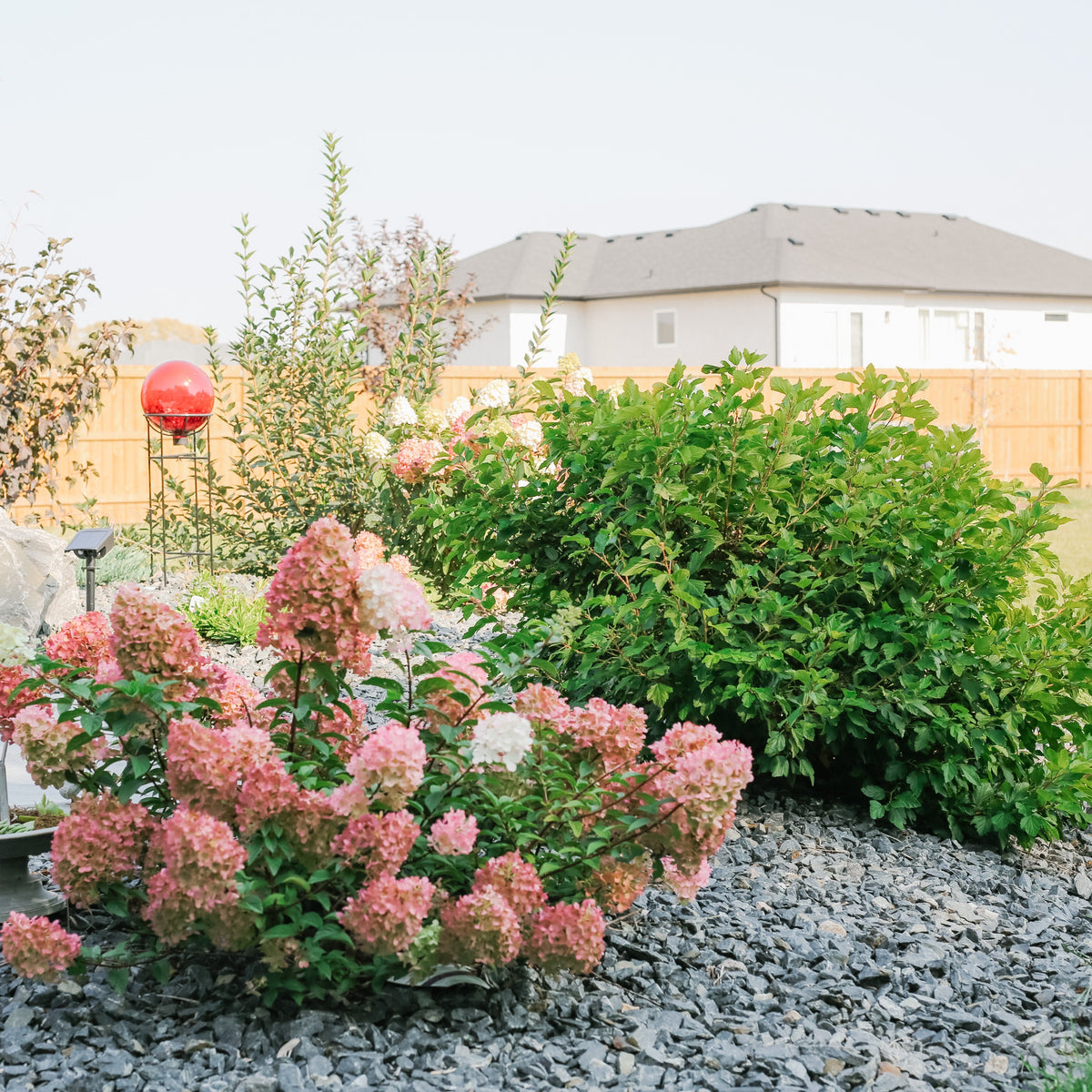 Shrubs – Tagged "Shrub" – Meadows Way Garden Center