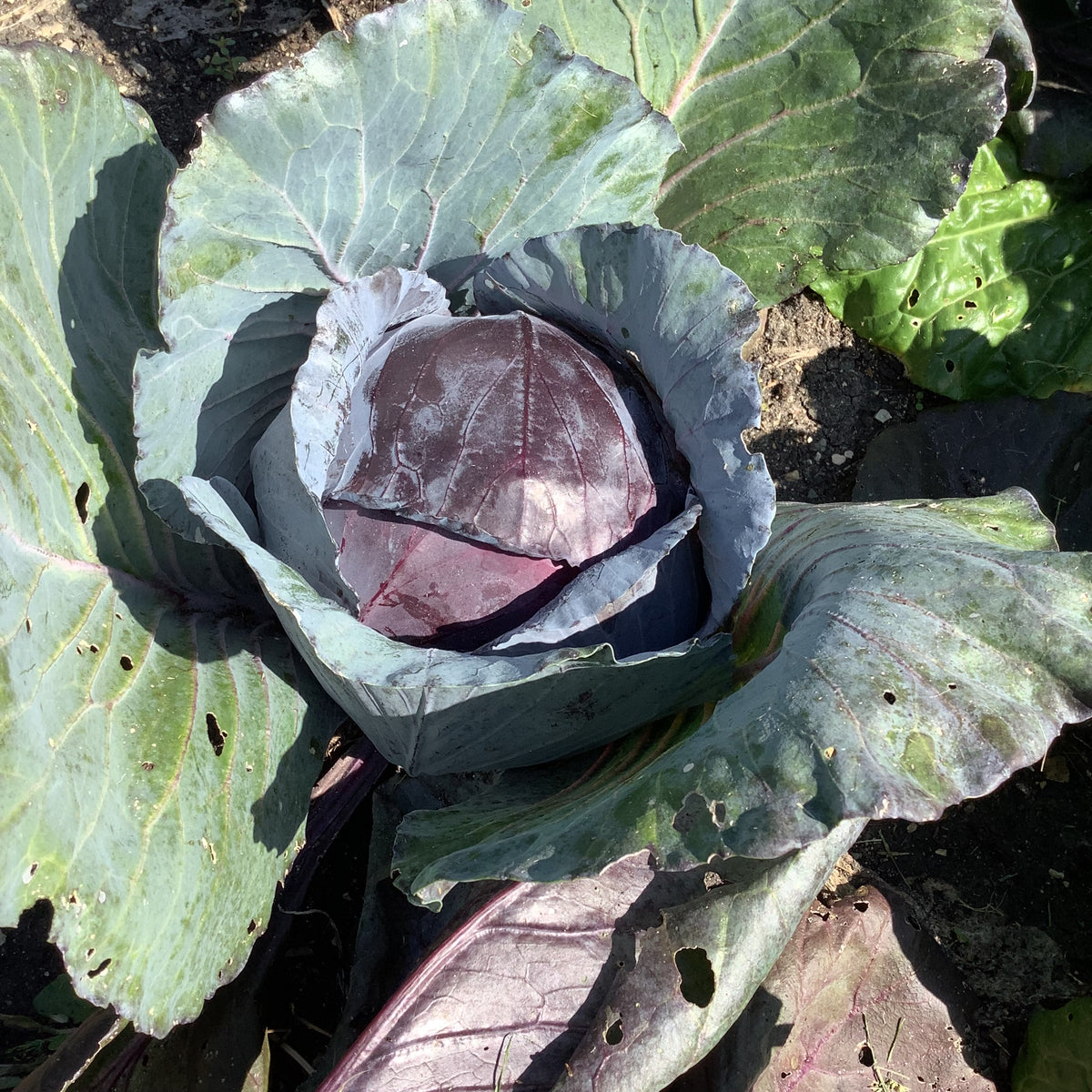 Vegetable 6-pack – Meadows Way Garden Center
