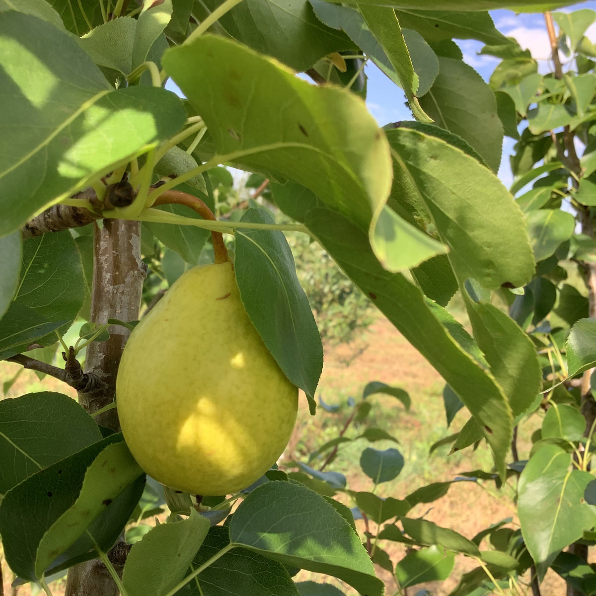 Pear - Ure – Meadows Way Garden Center