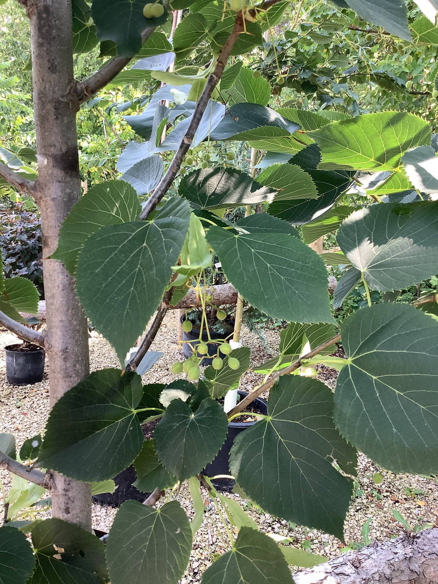 Linden - Lighthouse – Meadows Way Garden Center