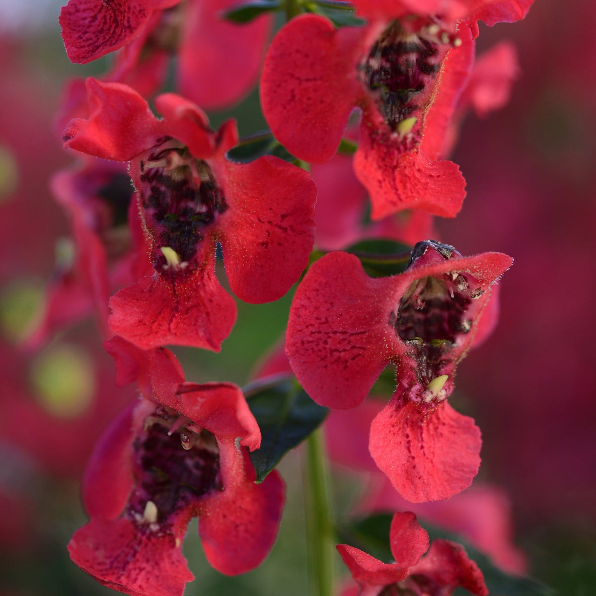 Angelonia – Meadows Way Garden Center