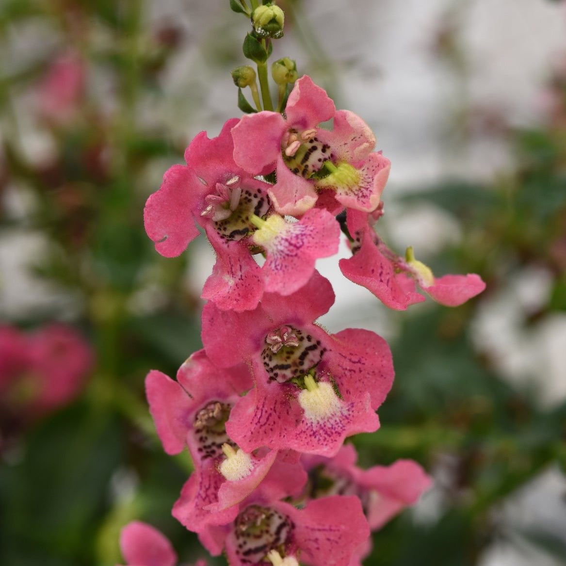 Angelonia – Meadows Way Garden Center