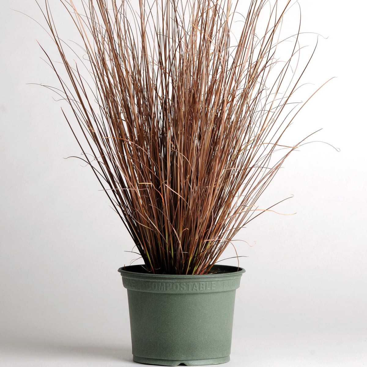 Carex ColorGrass Red Rooster – Meadows Way Garden Center
