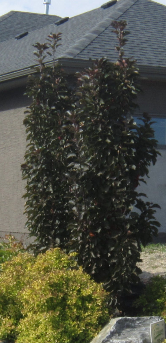 Flowering Crabapple - Purple Spire – Meadows Way Garden Center