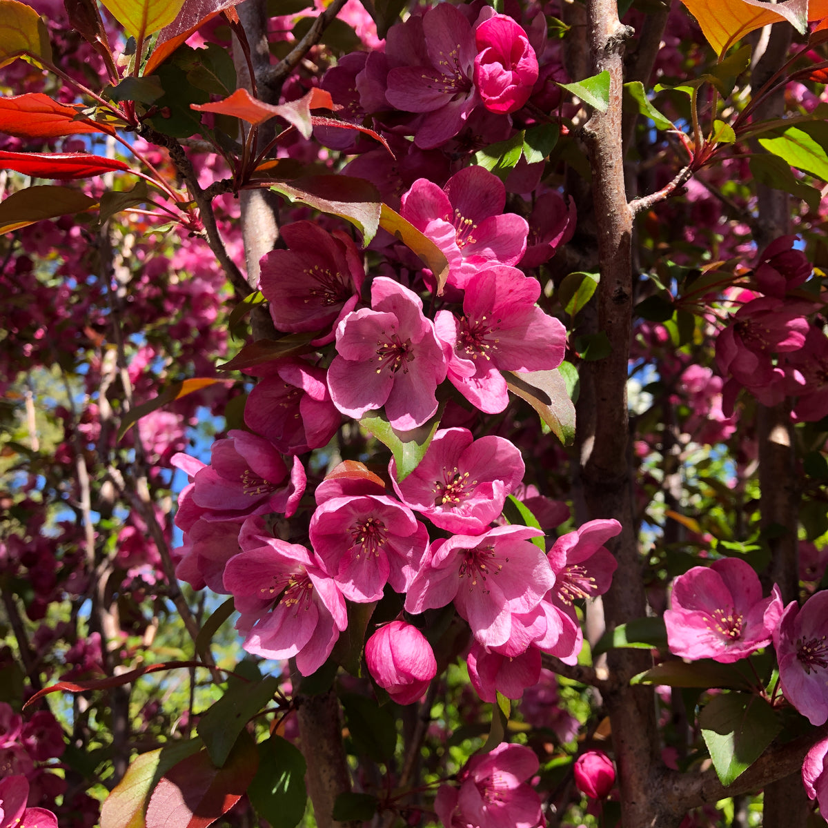 Flowering Crabapple - Gladiator – Meadows Way Garden Center