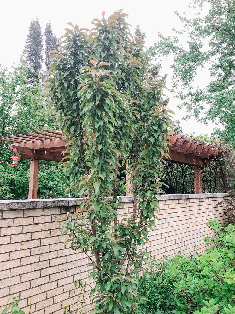 Flowering Crabapple - Emerald Spire – Meadows Way Garden Center