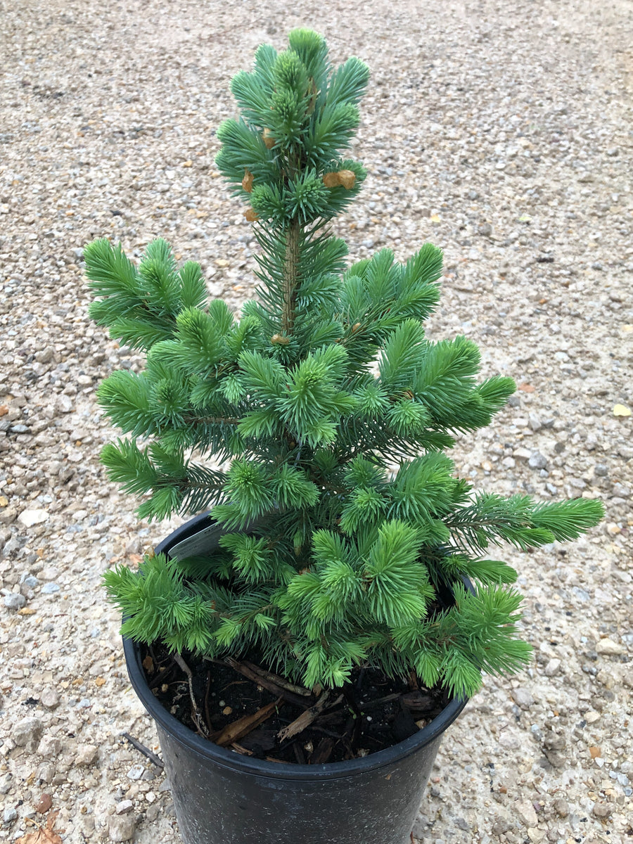 Spruce - Baby Blue – Meadows Way Garden Center