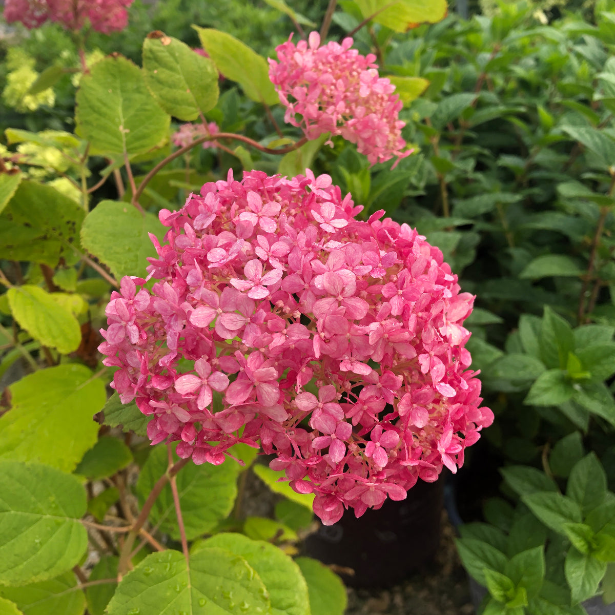 Hydrangea - Invincibelle Spirit II – Meadows Way Garden Center