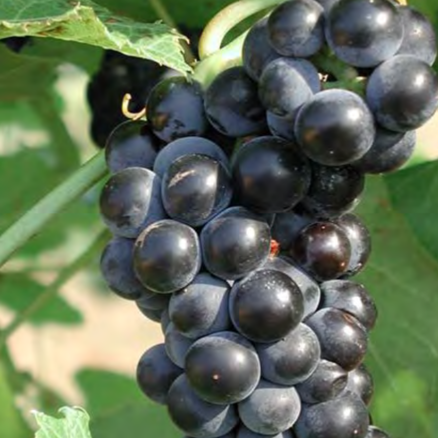 Grape - Valiant – Meadows Way Garden Center